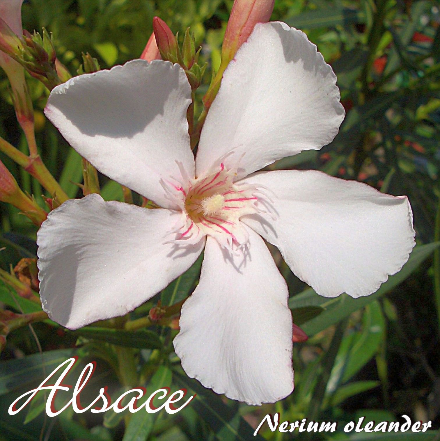 Oleander "Alsace" - Nerium oleander - Größe C08 | Oleandershop
