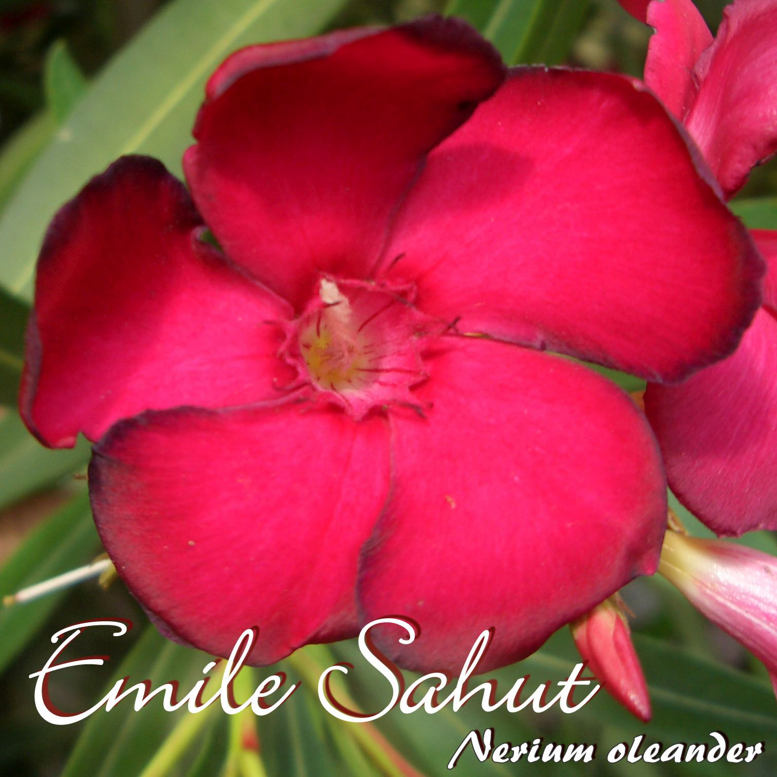 Oleander "Emile Sahut" - Nerium oleander - Größe C08 | Oleandershop