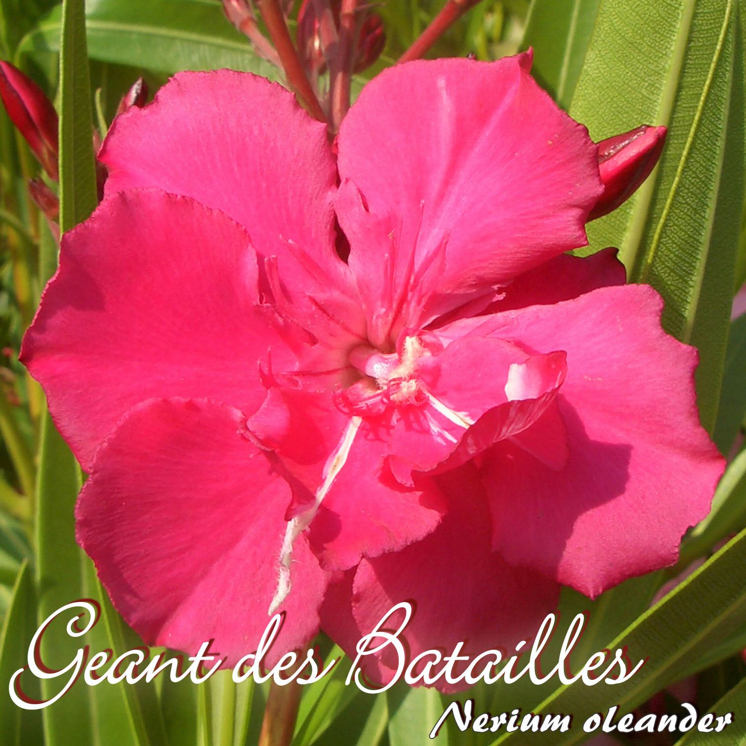 Oleander "Geant des Batailles" - Nerium oleander - Größe C15 | Oleandershop