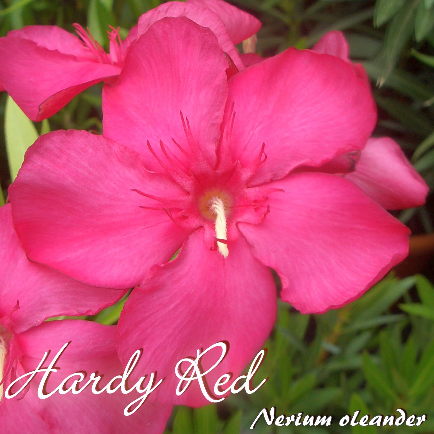 Oleander "Hardy Red" - Nerium oleander - Größe C03 | Oleandershop24