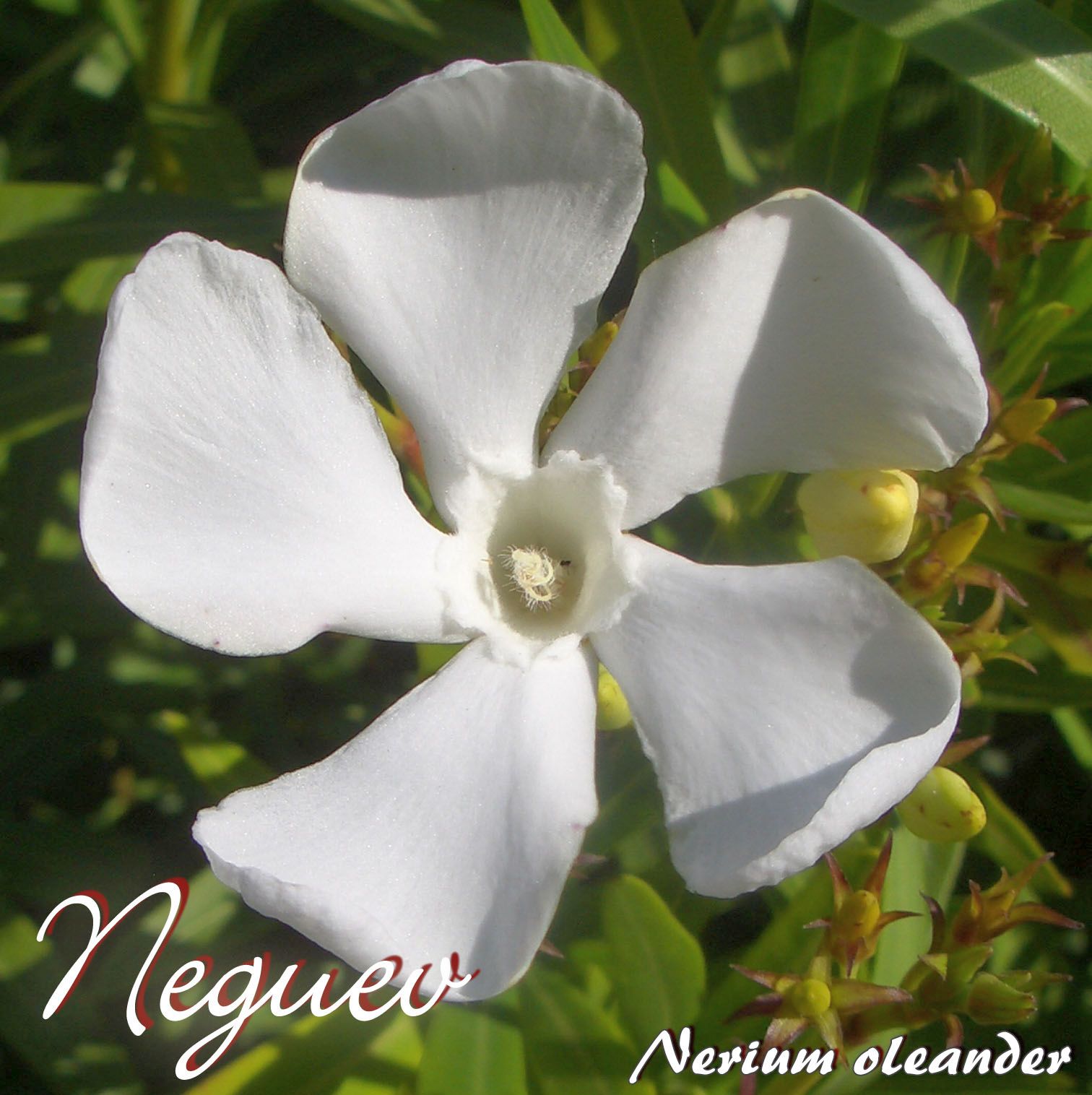 Oleander "Neguev" - Nerium oleander - Größe C08 | Oleandershop