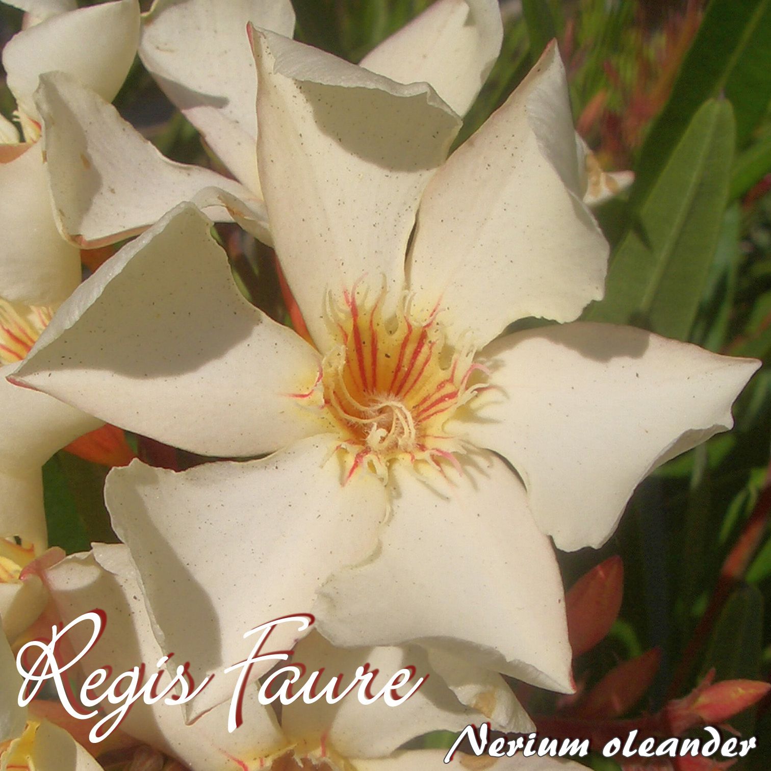 Oleander "Regis Faure" - Nerium oleander - Größe C03 | Oleandershop