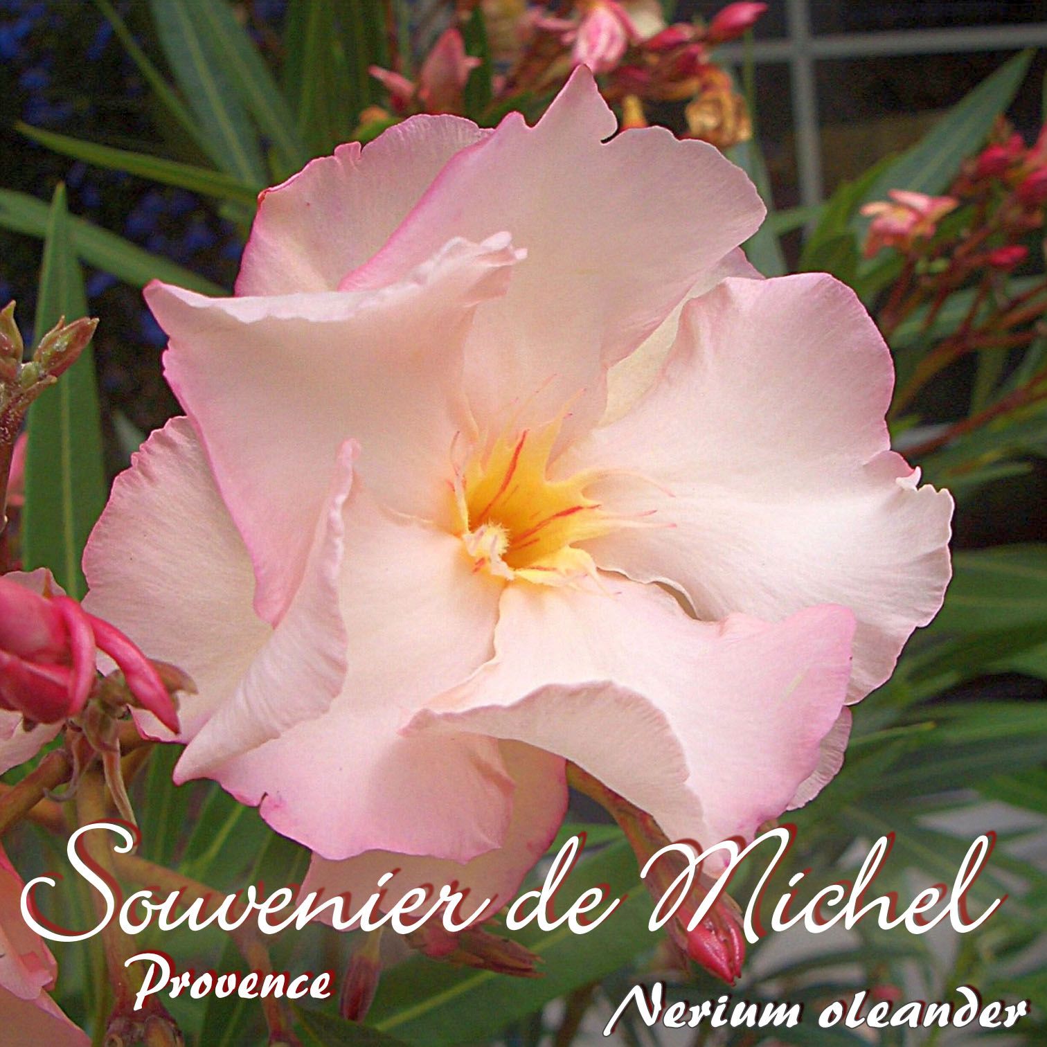 Oleander "Souvenier de Michel / Provence" - Nerium oleander - Größe C15 ...