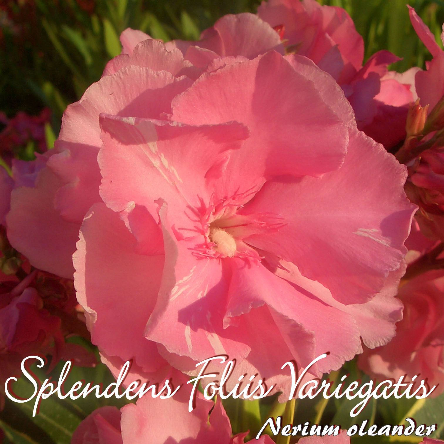 Oleander "Splendens Foliis Variegatis" - Nerium oleander - Größe C03 ...