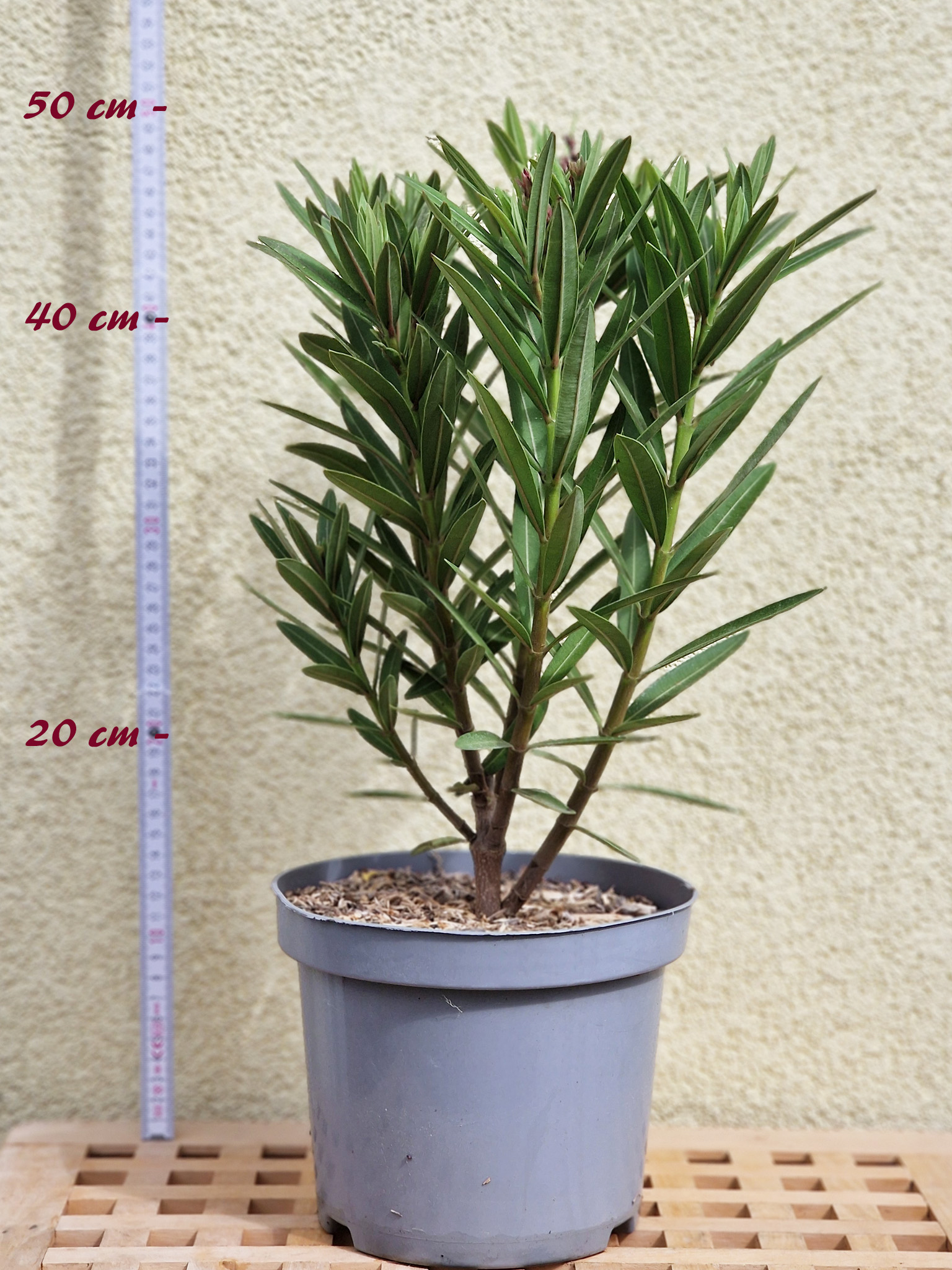 Oleander "Nr. 18" - Nerium oleander - Größe C03 | Oleandershop
