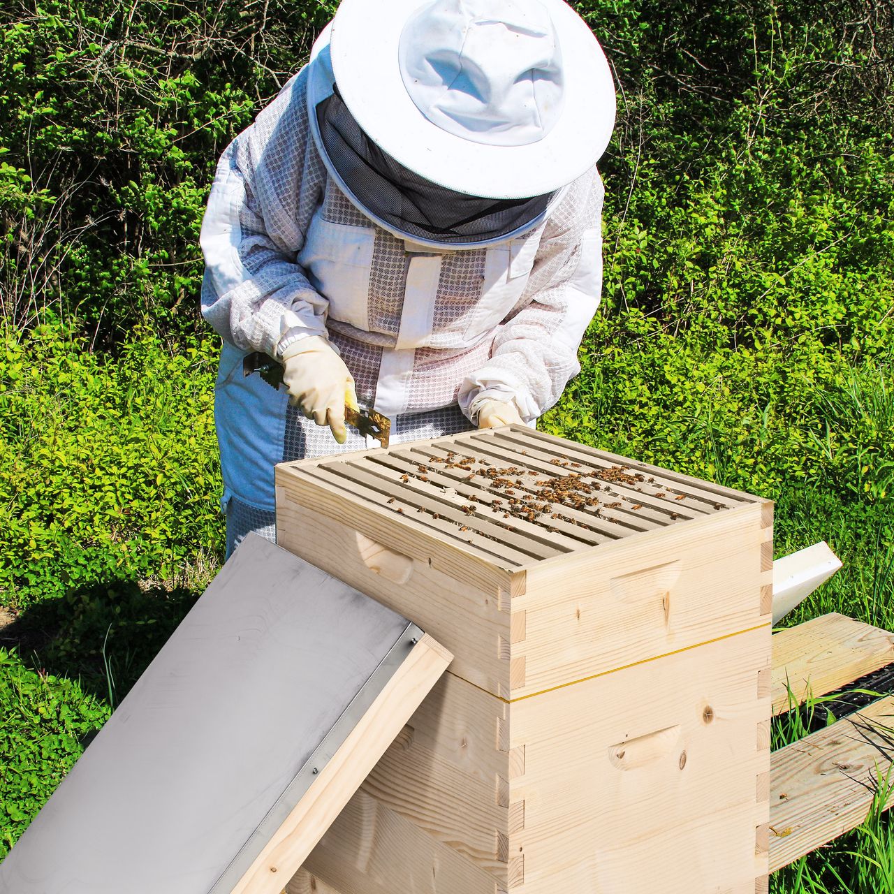 Bienenbeute Bienenstock mit 10 Rähmchen aus Massivholz inklusive ...