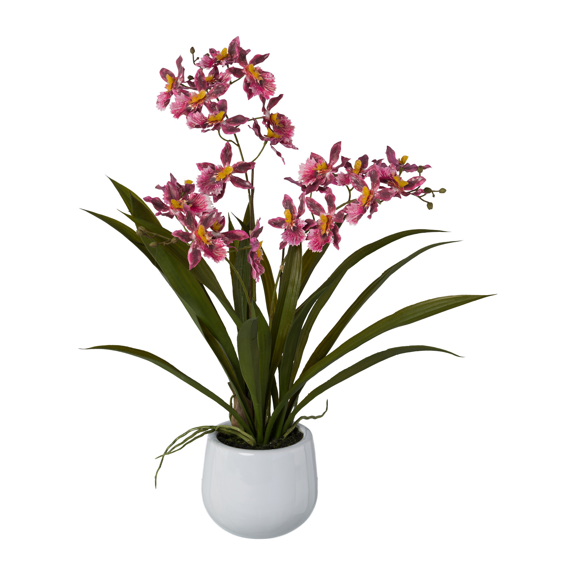 K nstliche Gambia Orchidee Im Keramiktopf 50 Cm In Versch Farben k-nstliche-gambia-orchidee-im-keramiktopf-50-cm-in-versch-farben