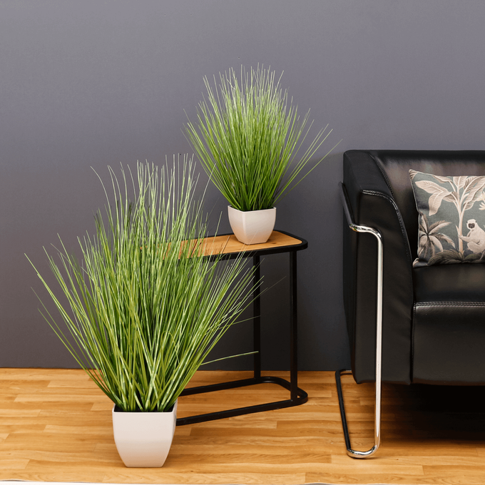 Deko-Zebragras im weißen Topf 50 cm | DecoWoerner