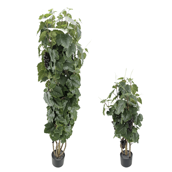 Plante de vigne en pot avec des raisins | DecoWoerner