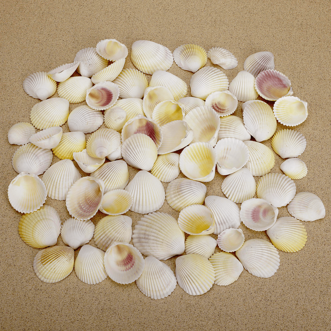 Coques en blanc 500 g | DecoWoerner