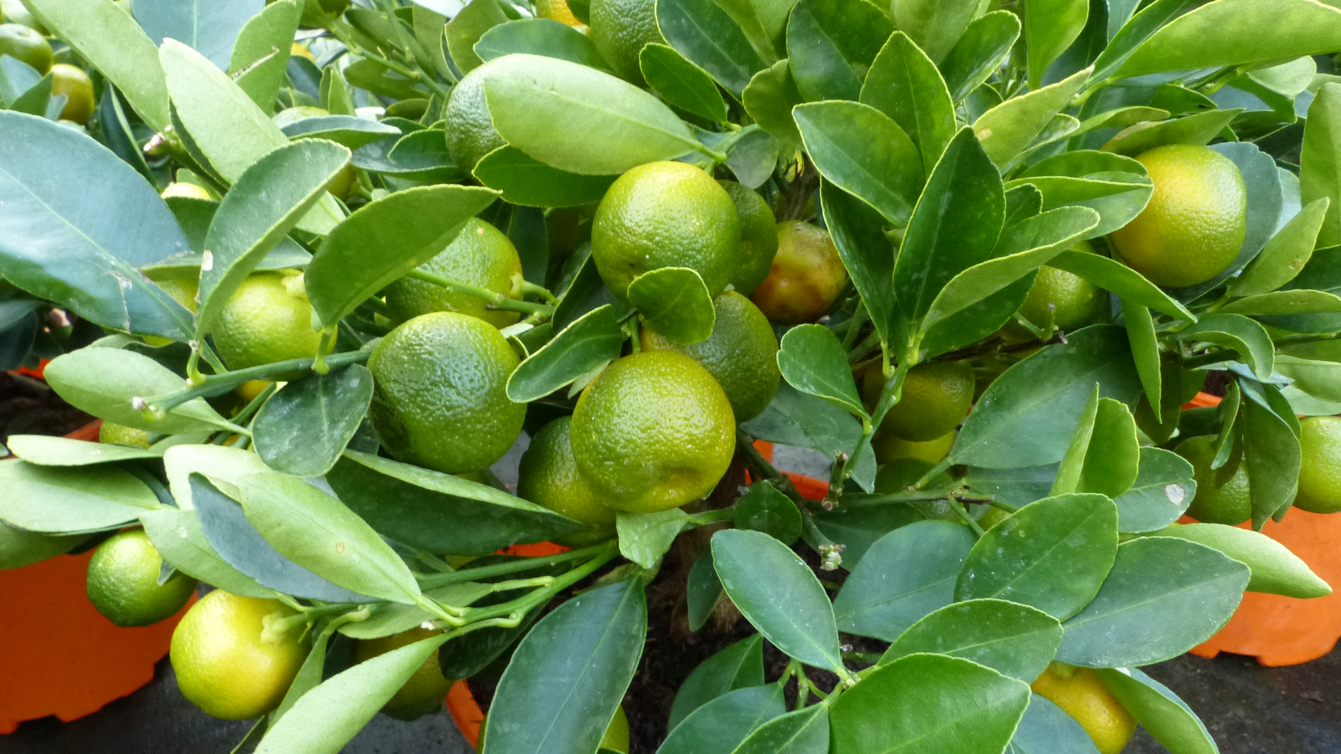 Calamondino