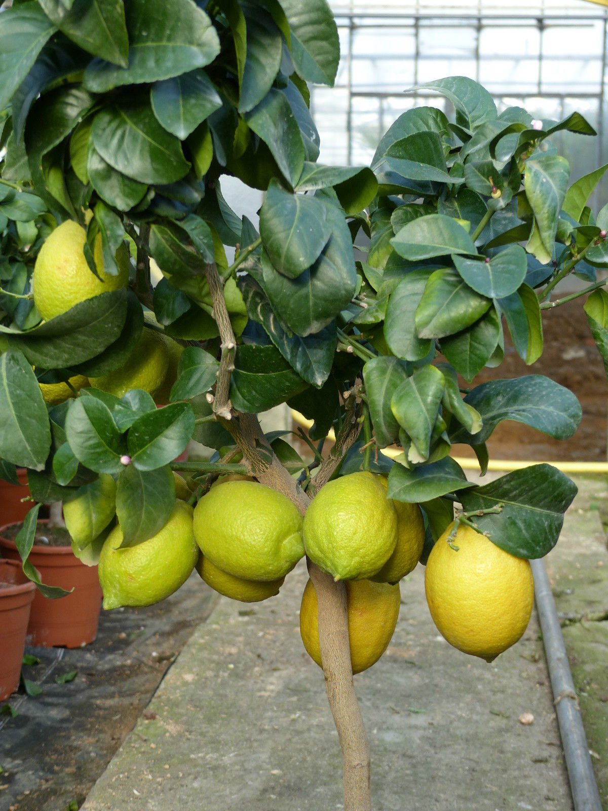 grünwaren: echter Zitronenbaum 60 - 90 cm Zitrone Citrus Limon ...